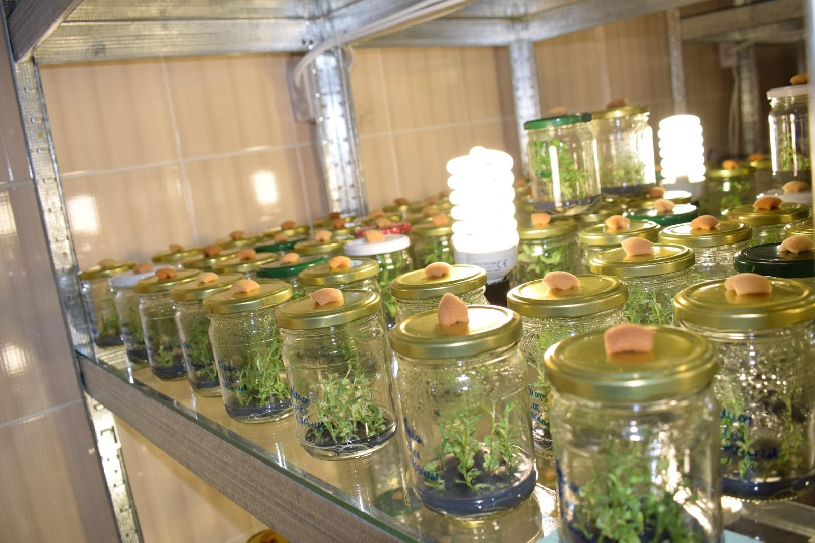 Біотехнологічна дільність ВП НУБіП України «Боярська ЛДС» (третє ...